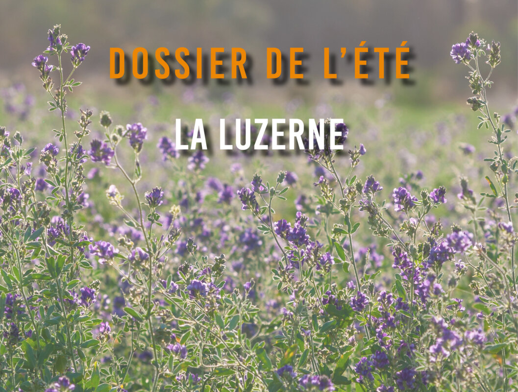 DOSSIER DE L'ÉTÉ - LA LUZERNE - Eva Jura : Eva Jura